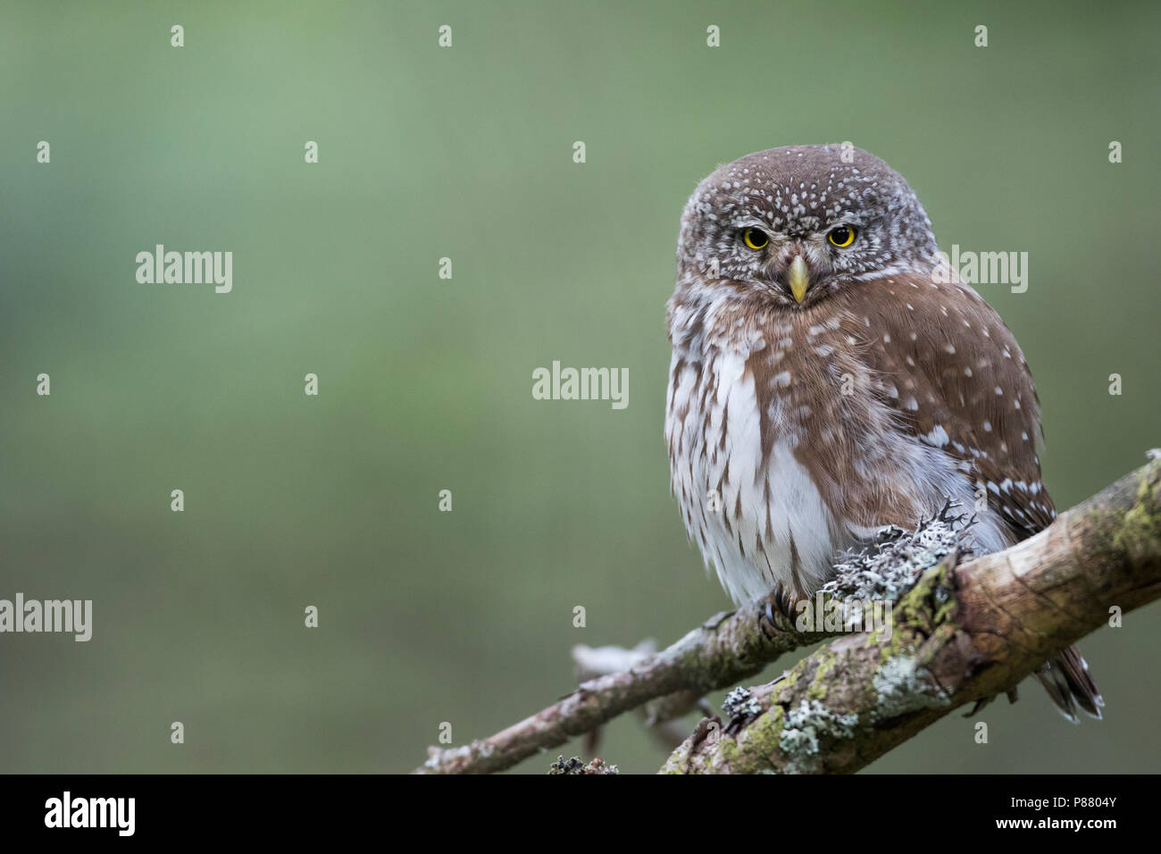 Eurasian Pygmy-Owl - Sperlingskauz - (Glaucidium passerinum ssp ...