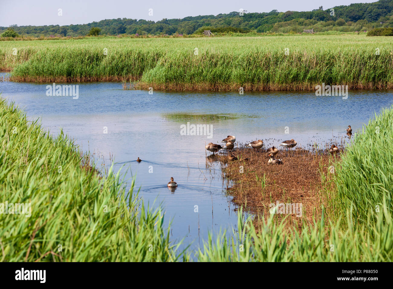 view across ,marshes at dunwich suffolk uk Stock Photo - Alamy