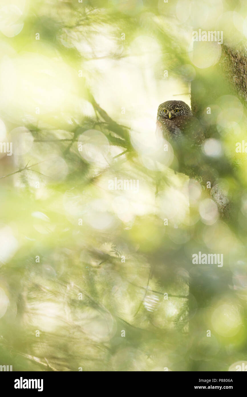 Eurasian Pygmy-Owl - Sperlingskauz - (Glaucidium passerinum ssp ...