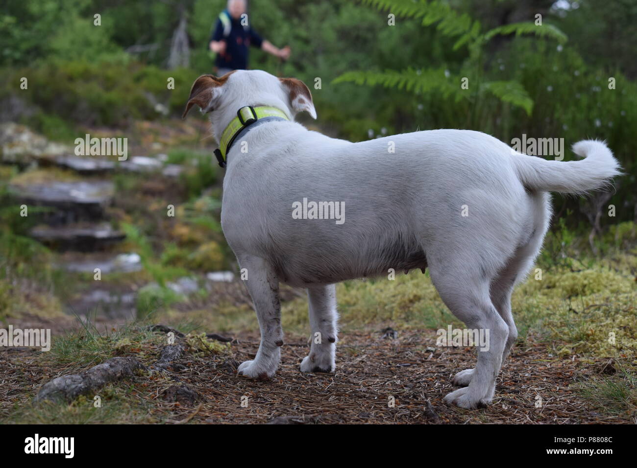 Tail jack russell hi-res stock photography and images - Alamy