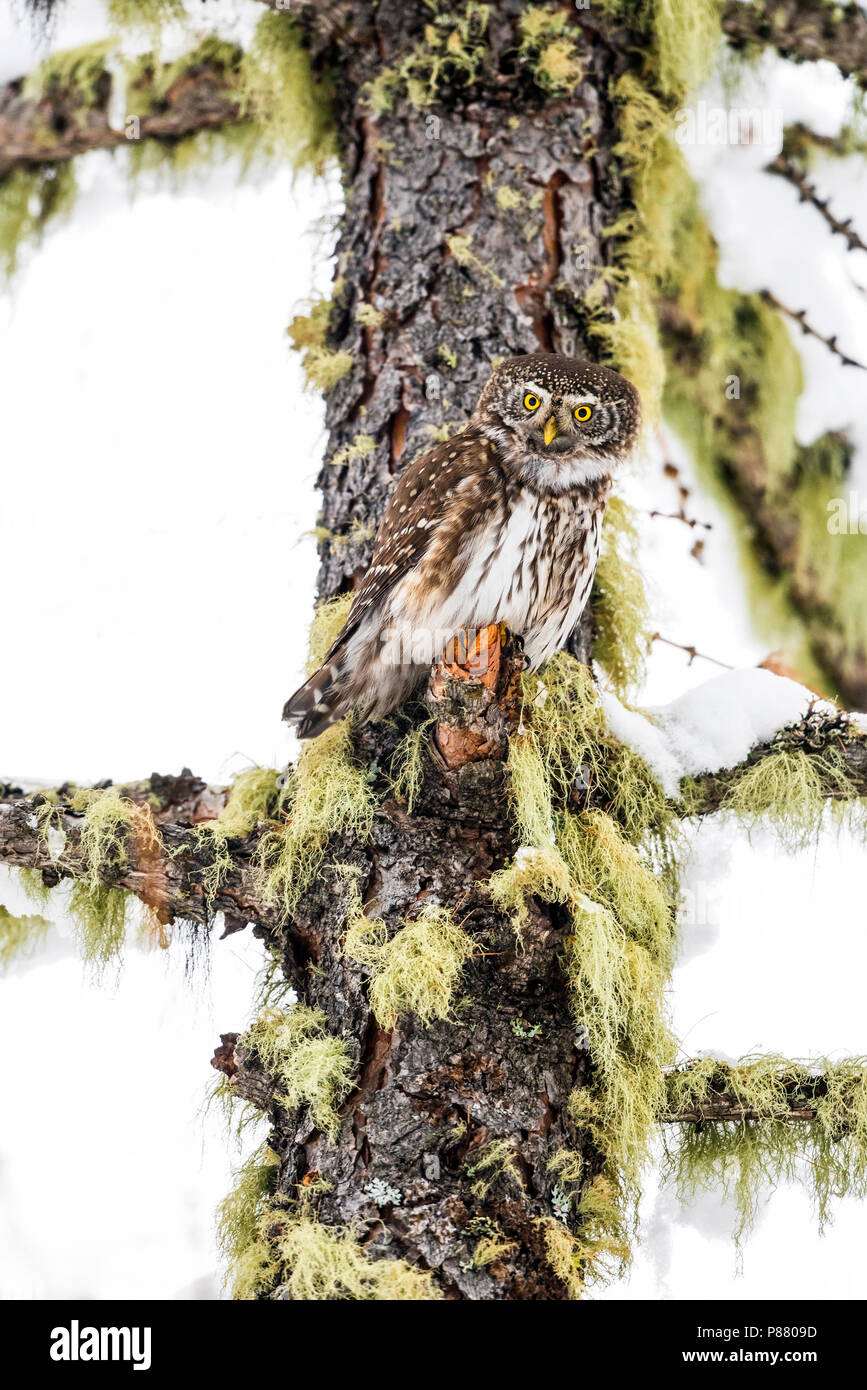 Eurasian Pygmy Owl, Dwerguil, Glaucidium passerinum Stock Photo - Alamy