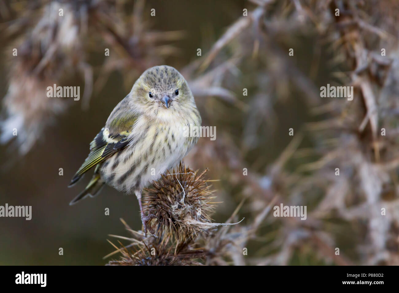 Sijsje hi-res stock photography and images - Alamy