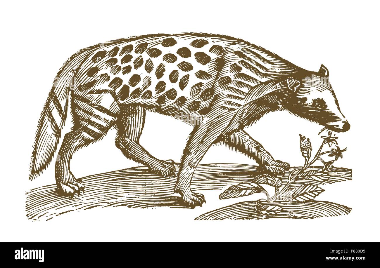 Genet (genetta genetta) Stock Vector Images - Alamy