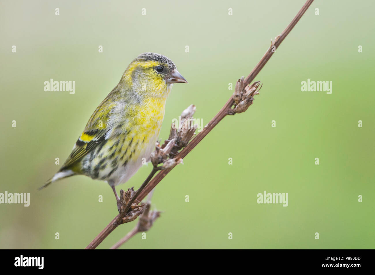 Sijsje High Resolution Stock Photography and Images - Alamy