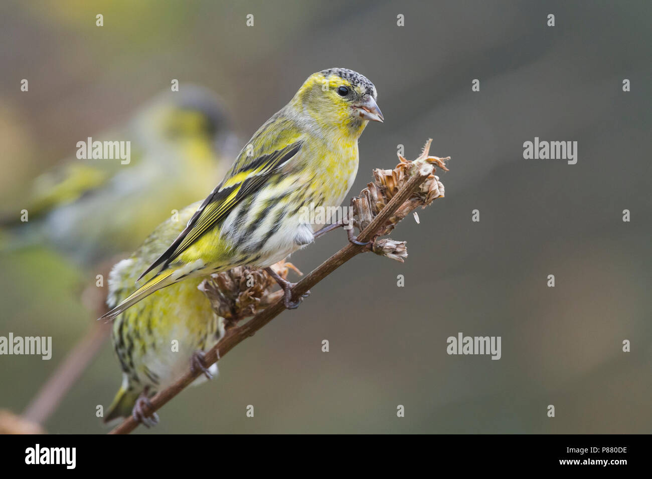 Sijsje hi-res stock photography and images - Alamy