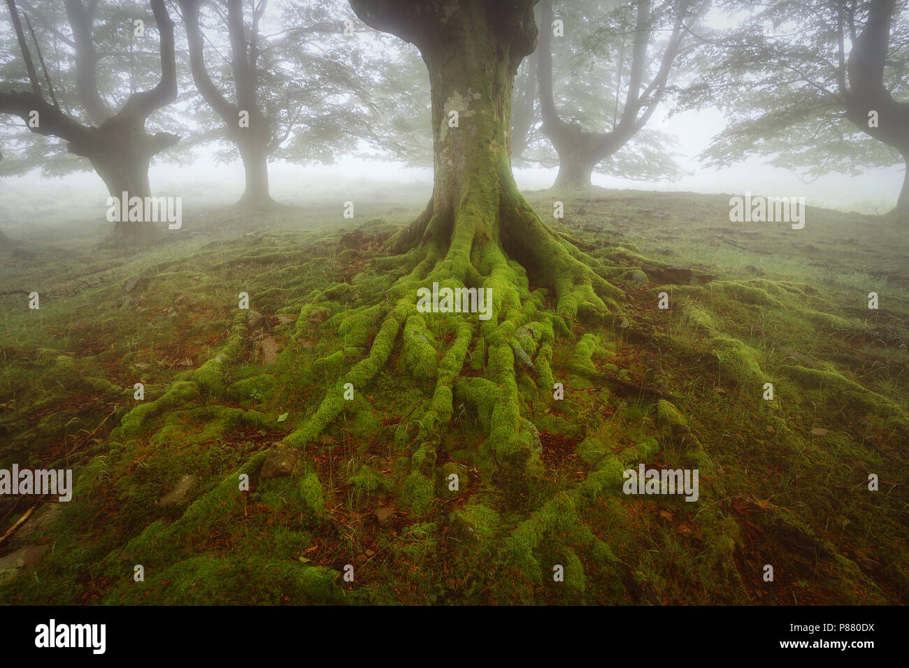 Green roots hi-res stock photography and images - Alamy