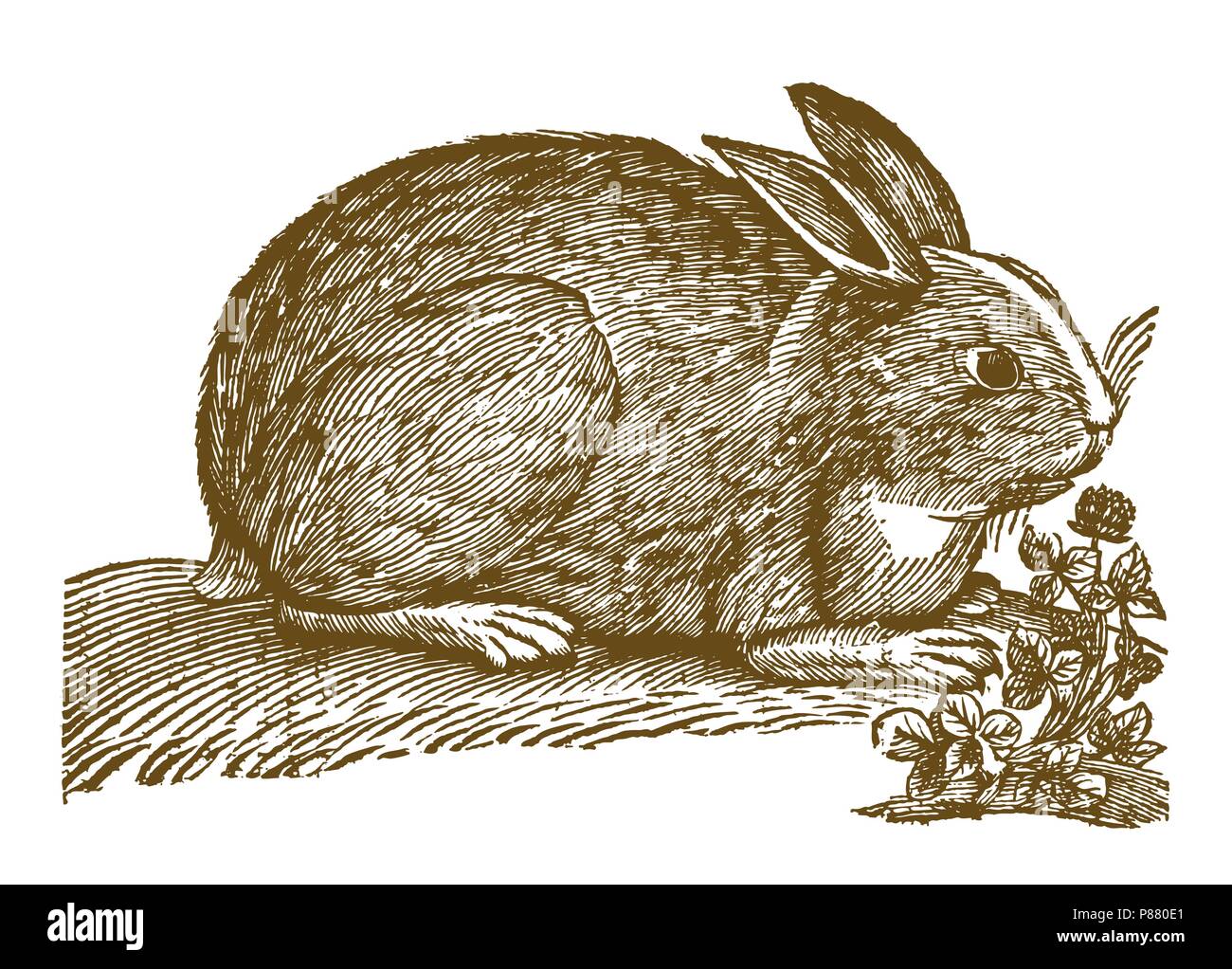 Rabbit illustration hi-res stock photography and images - Alamy
