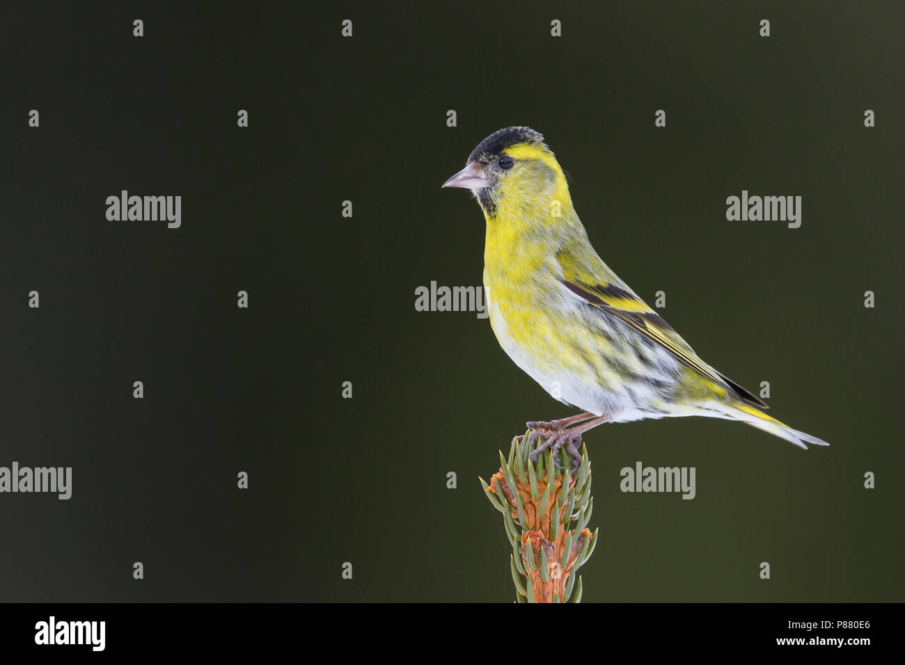 Sijsje hi-res stock photography and images - Alamy