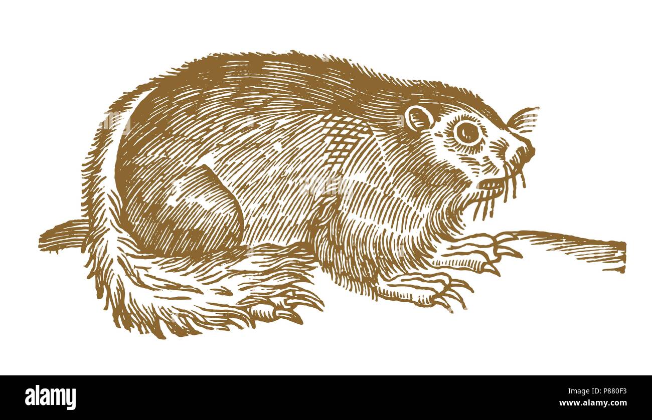 Marmota marmota alpine marmot Stock Vector Images - Alamy