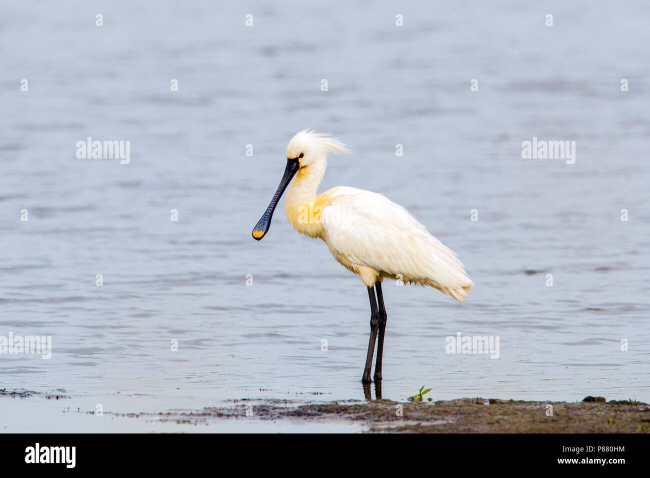 Lepelaar; Eurasian Spoonbill; Platalea leucorodia Stock Photo - Alamy