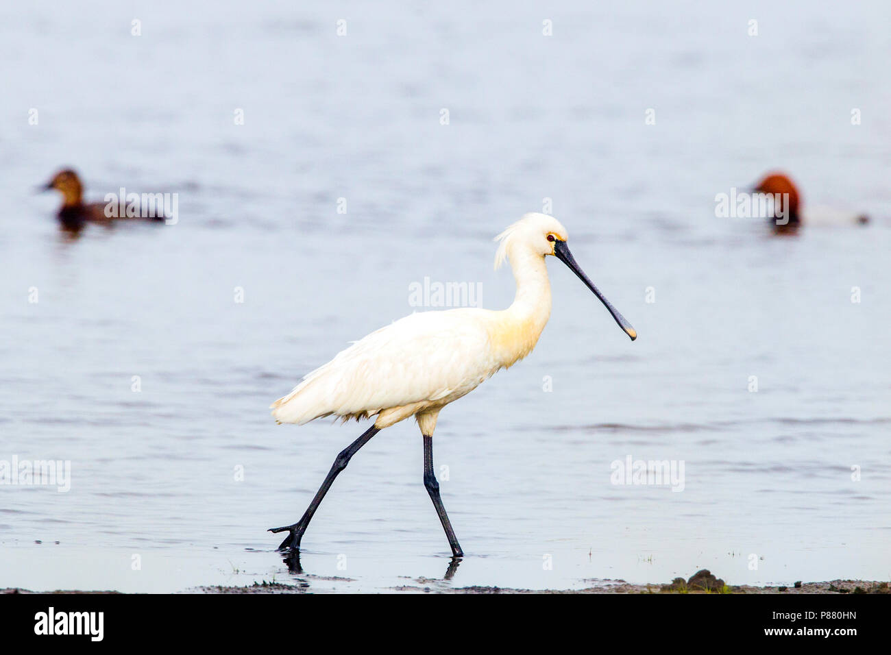 Lepelaar; Eurasian Spoonbill; Platalea leucorodia Stock Photo - Alamy