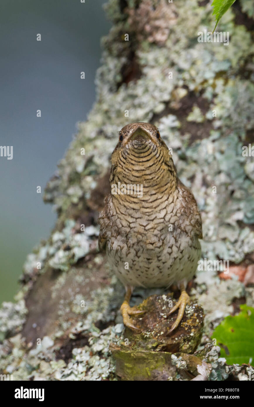 Der wendehals hi-res stock photography and images - Alamy