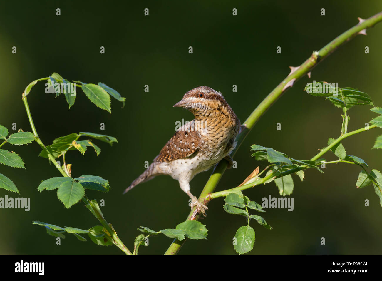 Der wendehals hi-res stock photography and images - Alamy