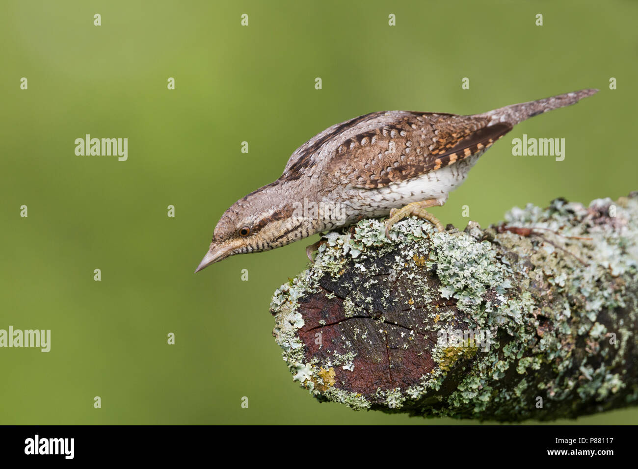 Der wendehals hi-res stock photography and images - Alamy