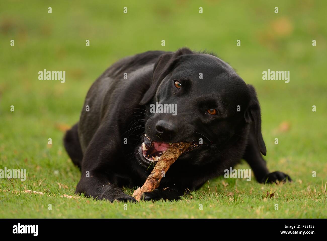 Natrue photography hi-res stock photography and images - Alamy