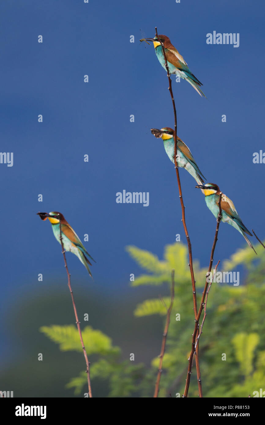 Bee martin bird hi-res stock photography and images - Alamy
