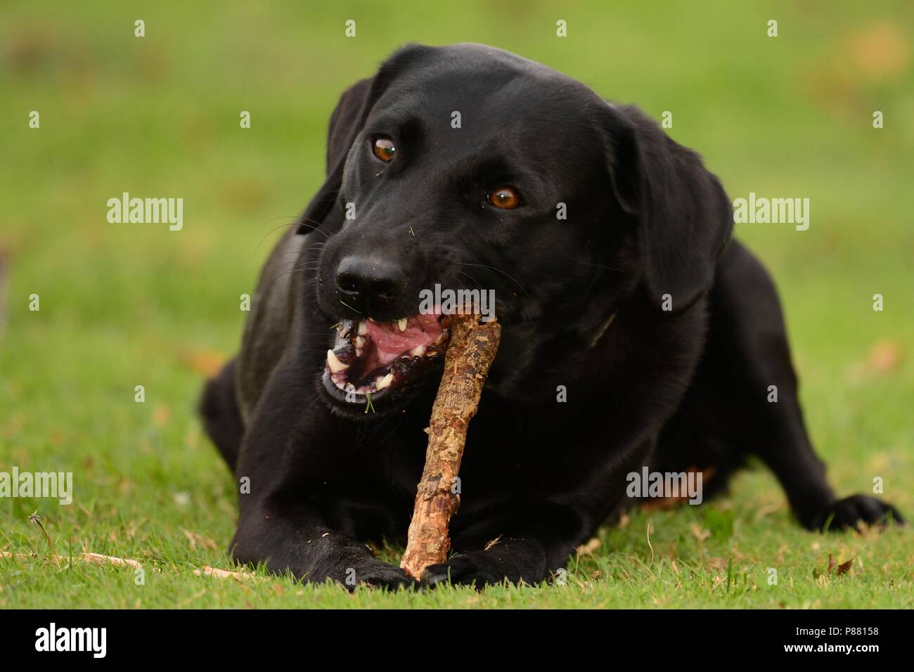 Black labrador dog chewing on hi-res stock photography and images - Alamy