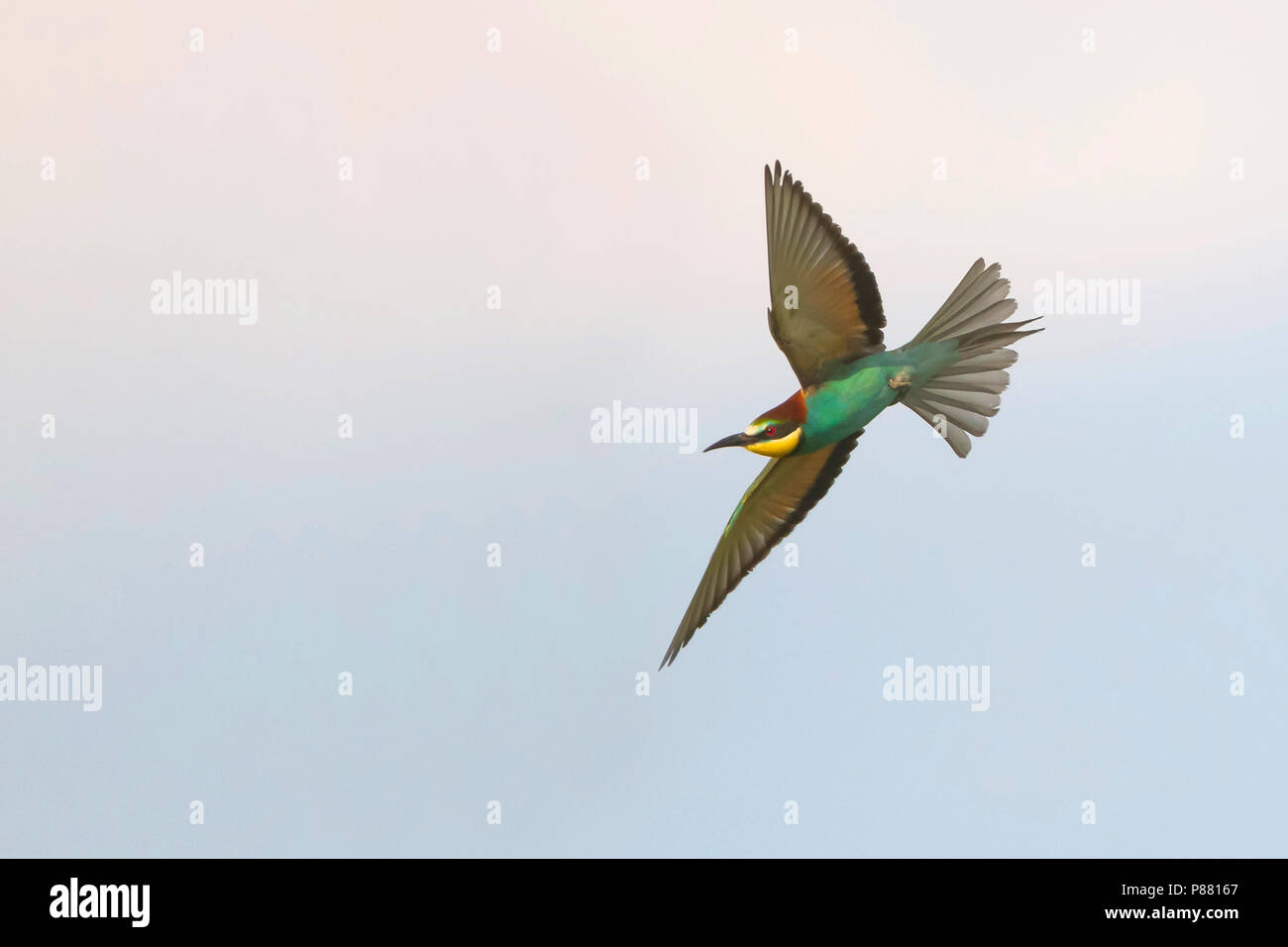 Bee martin bird hi-res stock photography and images - Alamy