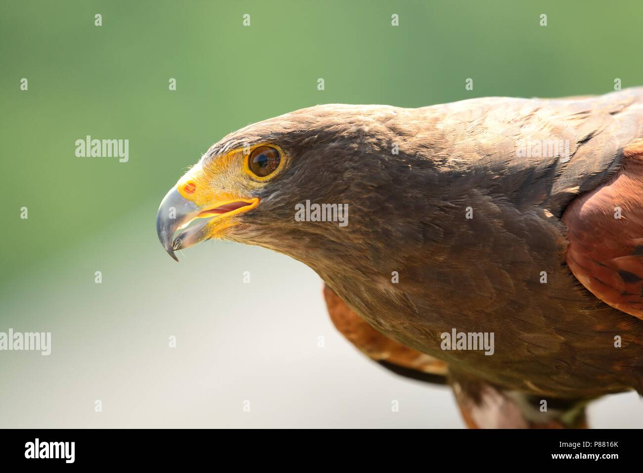 Close up portrait of a Harris hawk Stock Photo - Alamy