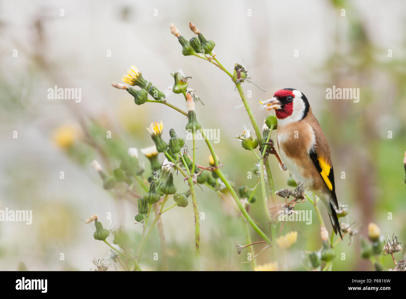 Stieglitz hi-res stock photography and images - Alamy