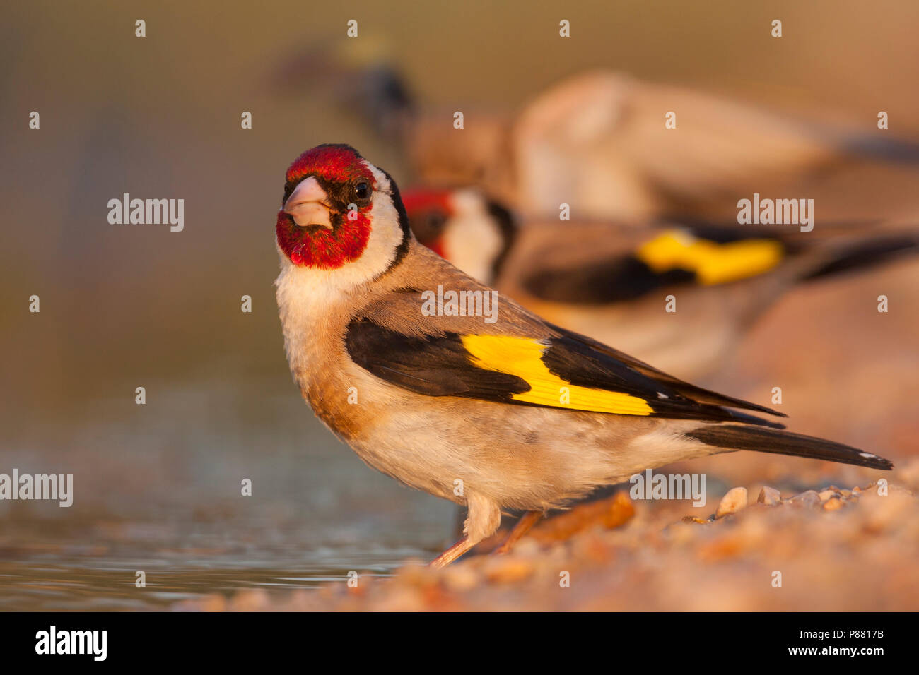 Carduelis carduelis balcanica hi-res stock photography and images - Alamy