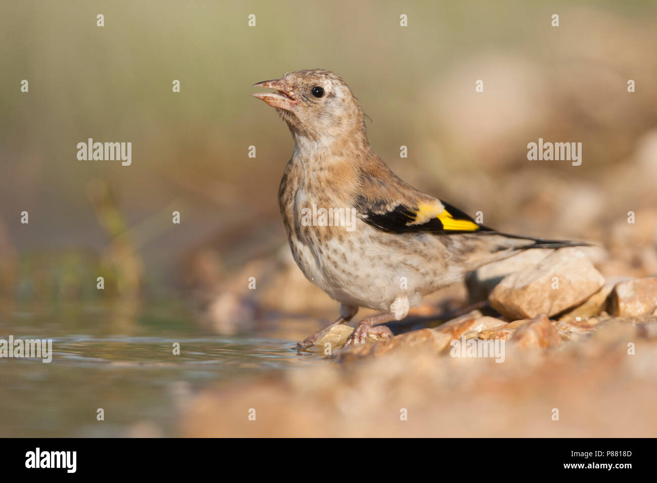 European Goldfinch, Putter, Carduelis carduelis ssp. balcanica, Croatia ...