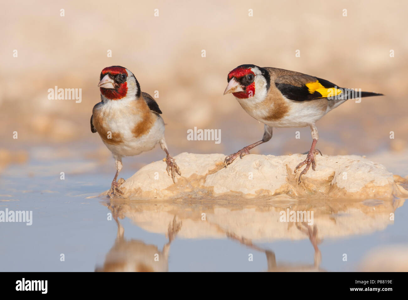 European Goldfinch, Putter, Carduelis carduelis ssp. balcanica, Croatia ...