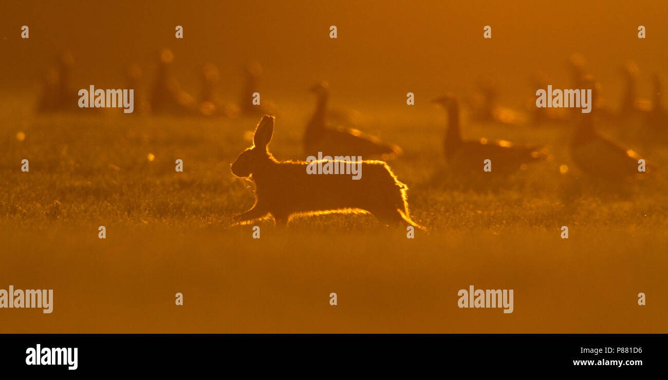 Europese Haas rennend, European Hare running Stock Photo - Alamy