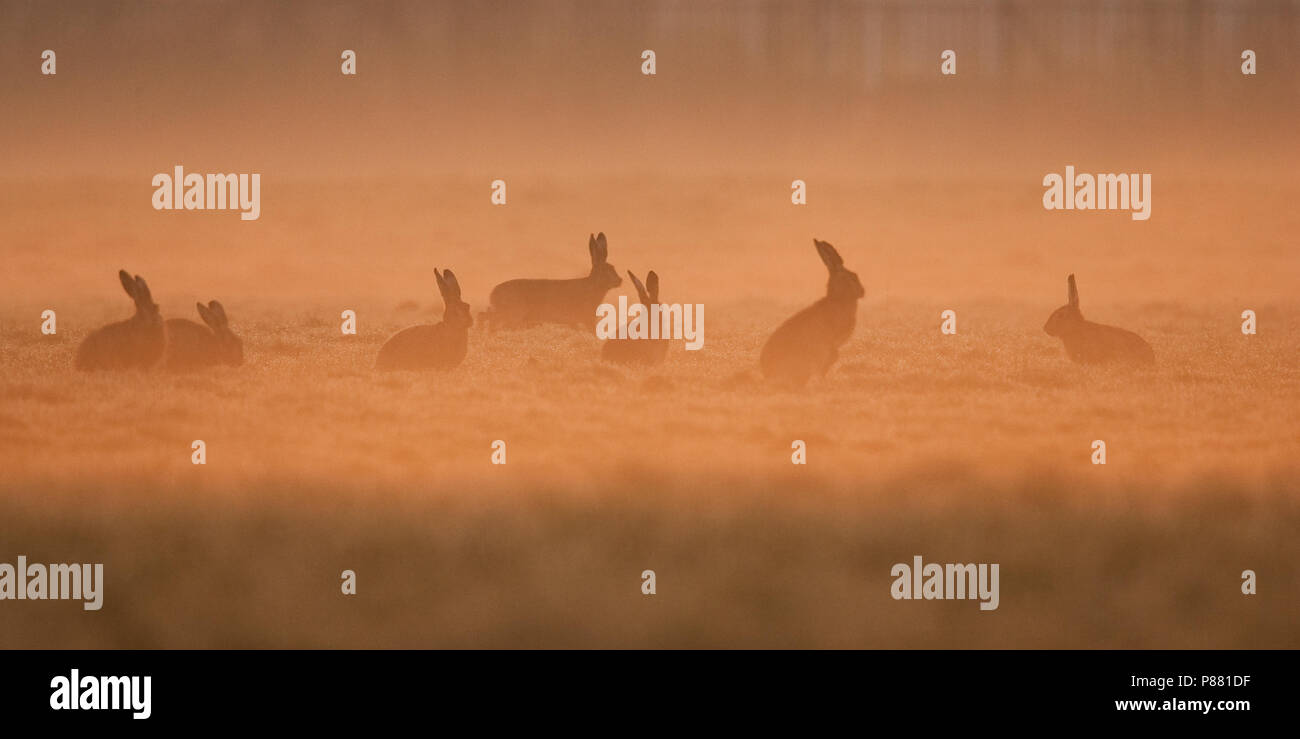 Europese Haas, European Hare Stock Photo - Alamy