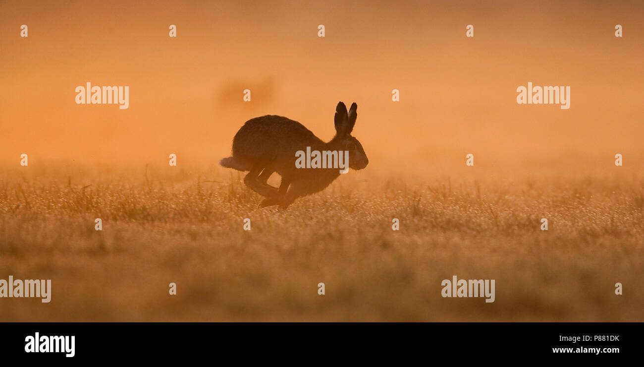 Europese Haas rennend, European Hare running Stock Photo - Alamy