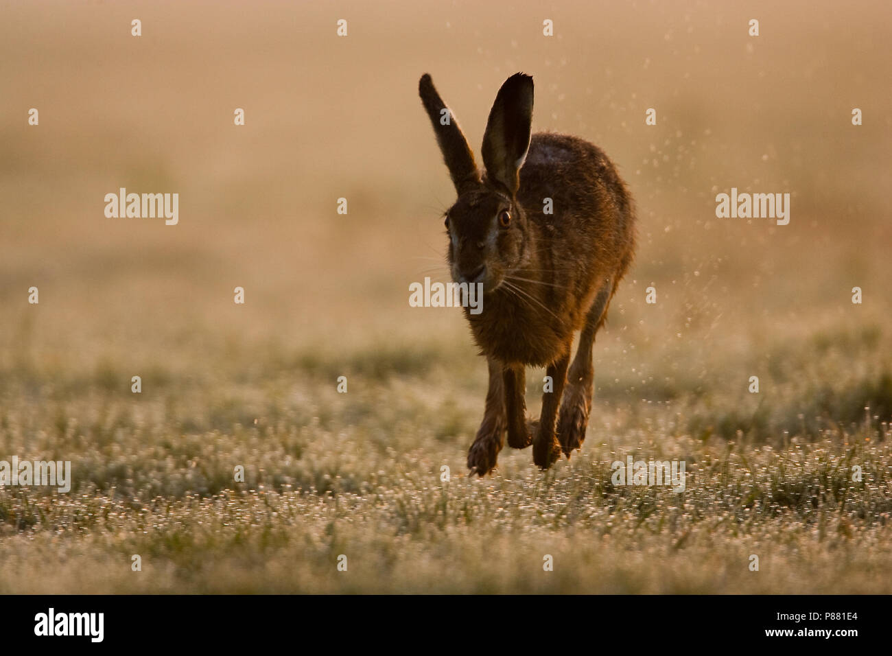 Europese Haas rennend, European Hare running Stock Photo - Alamy