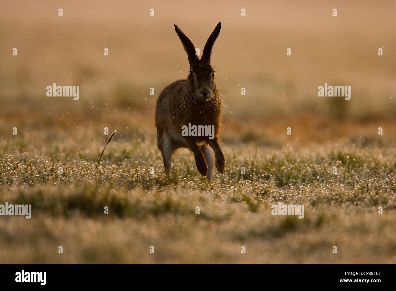 Europese Haas rennend, European Hare running Stock Photo - Alamy