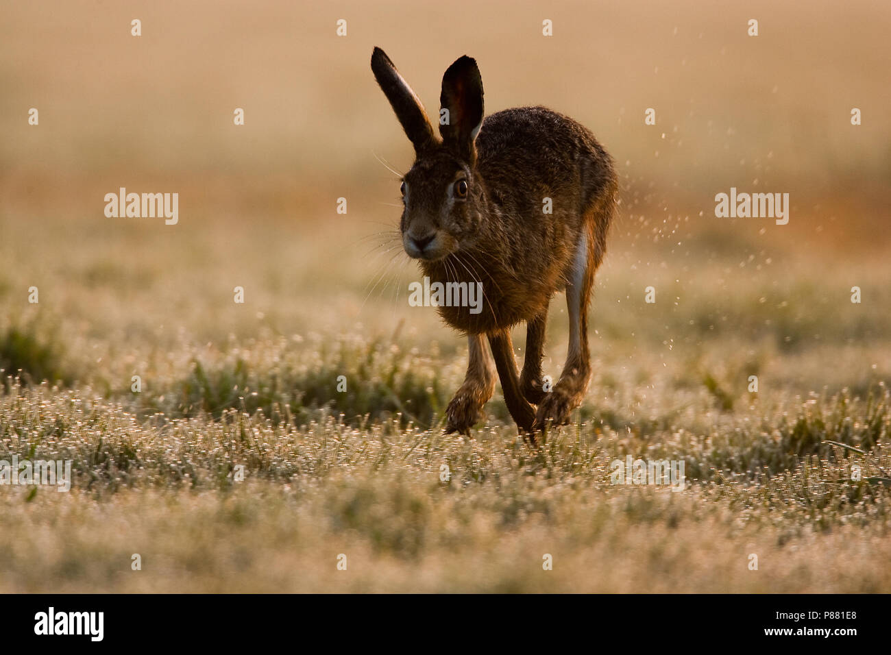 Europese Haas, European Hare Stock Photo - Alamy