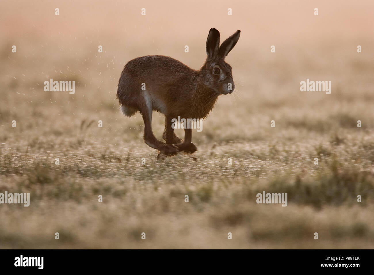 Europese Haas rennend, European Hare running Stock Photo - Alamy