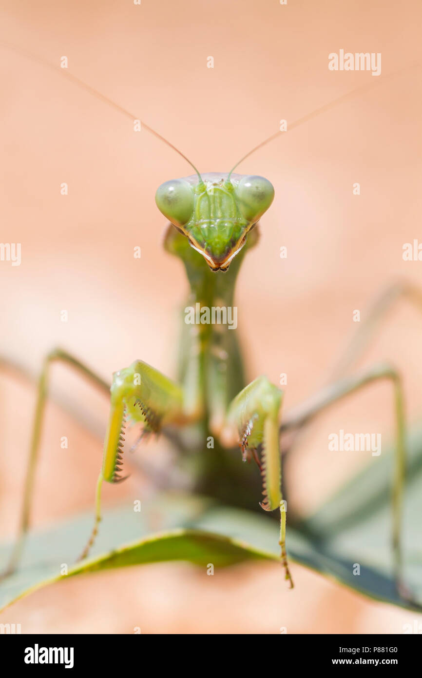 Praying mantis cyprus hi-res stock photography and images - Alamy