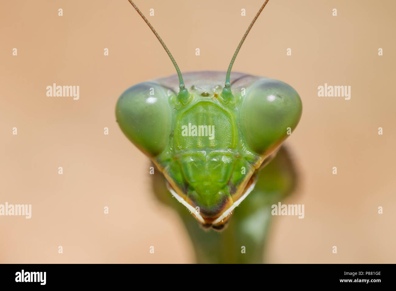Sea mantis hi-res stock photography and images - Alamy