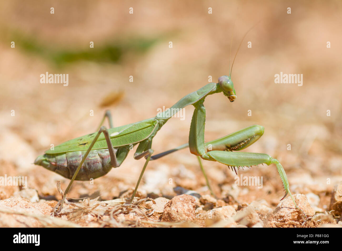 Praying mantis cyprus hi-res stock photography and images - Alamy