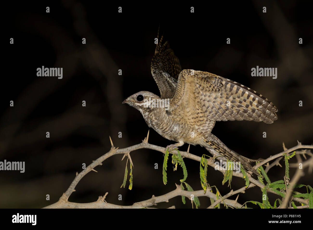 Nightjars hi-res stock photography and images - Alamy