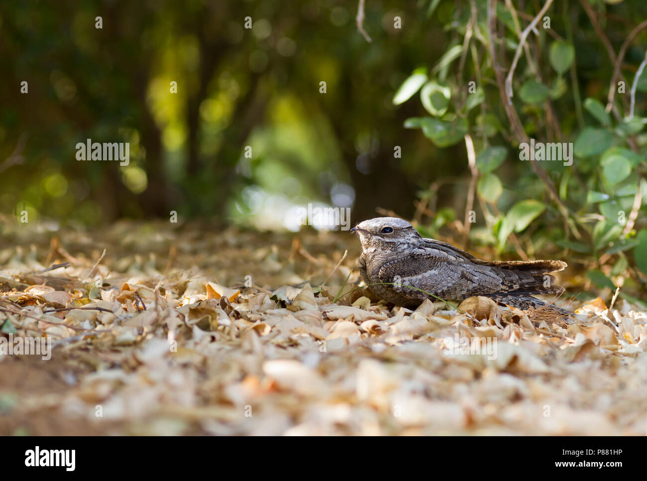 European nightjar nightjar caprimulgus europaeus hi-res stock ...