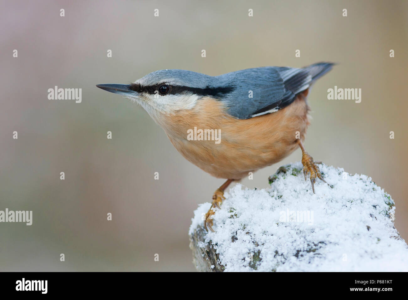 European Nuthatch - Kleiber - Sitta europaea ssp. caesia, Germany ...