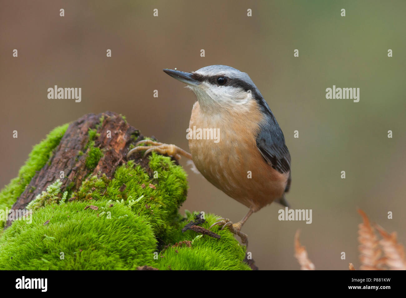 European Nuthatch - Kleiber - Sitta europaea ssp. caesia, Germany ...