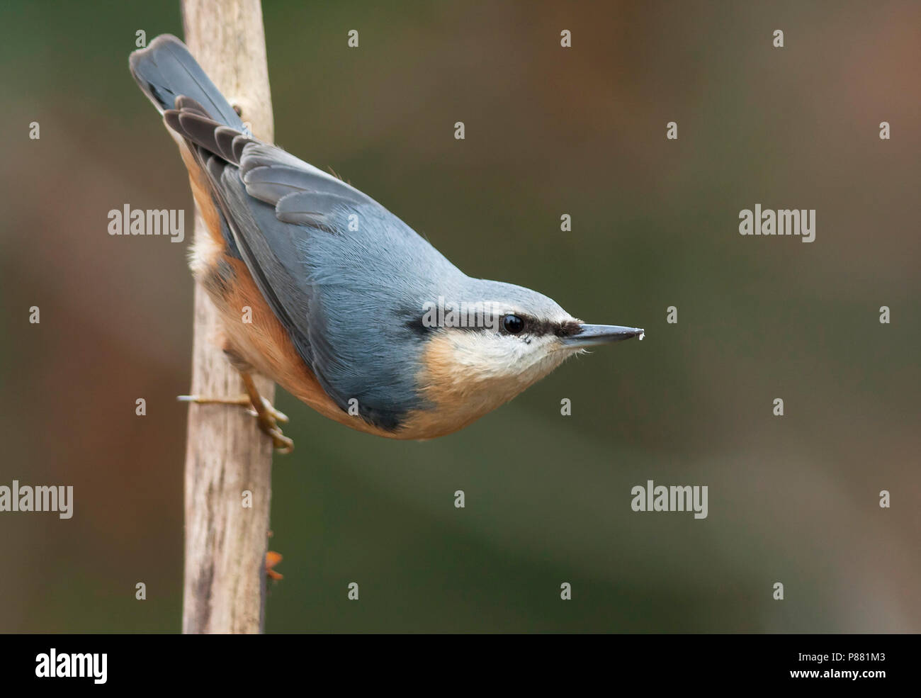 European Nuthatch - Kleiber - Sitta europaea ssp. caesia, Germany ...