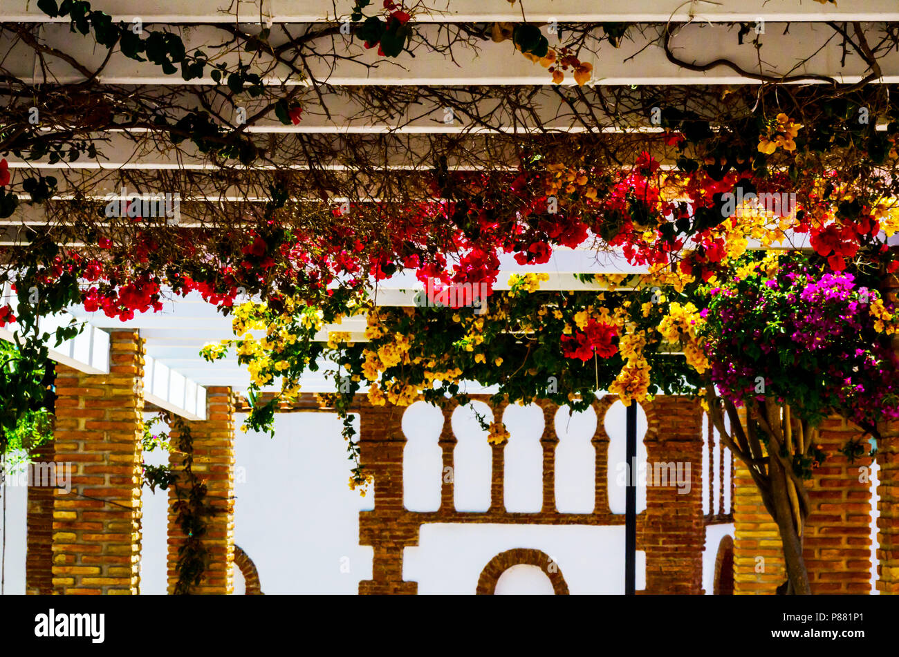closeup on a beautiful arbor covered with climbing plants with colorful ...