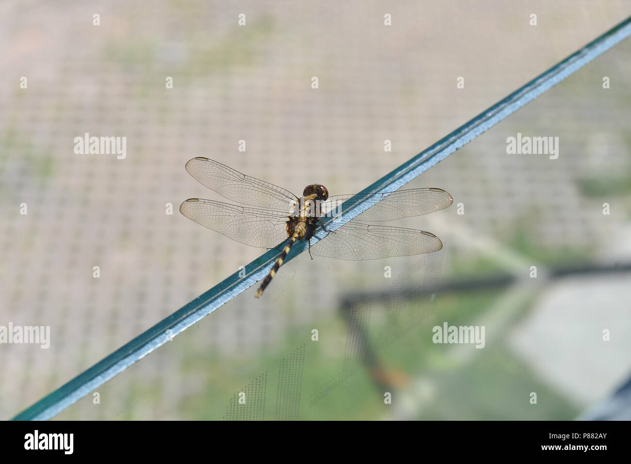 A friendly dragonfly posing in my balcony Stock Photo - Alamy