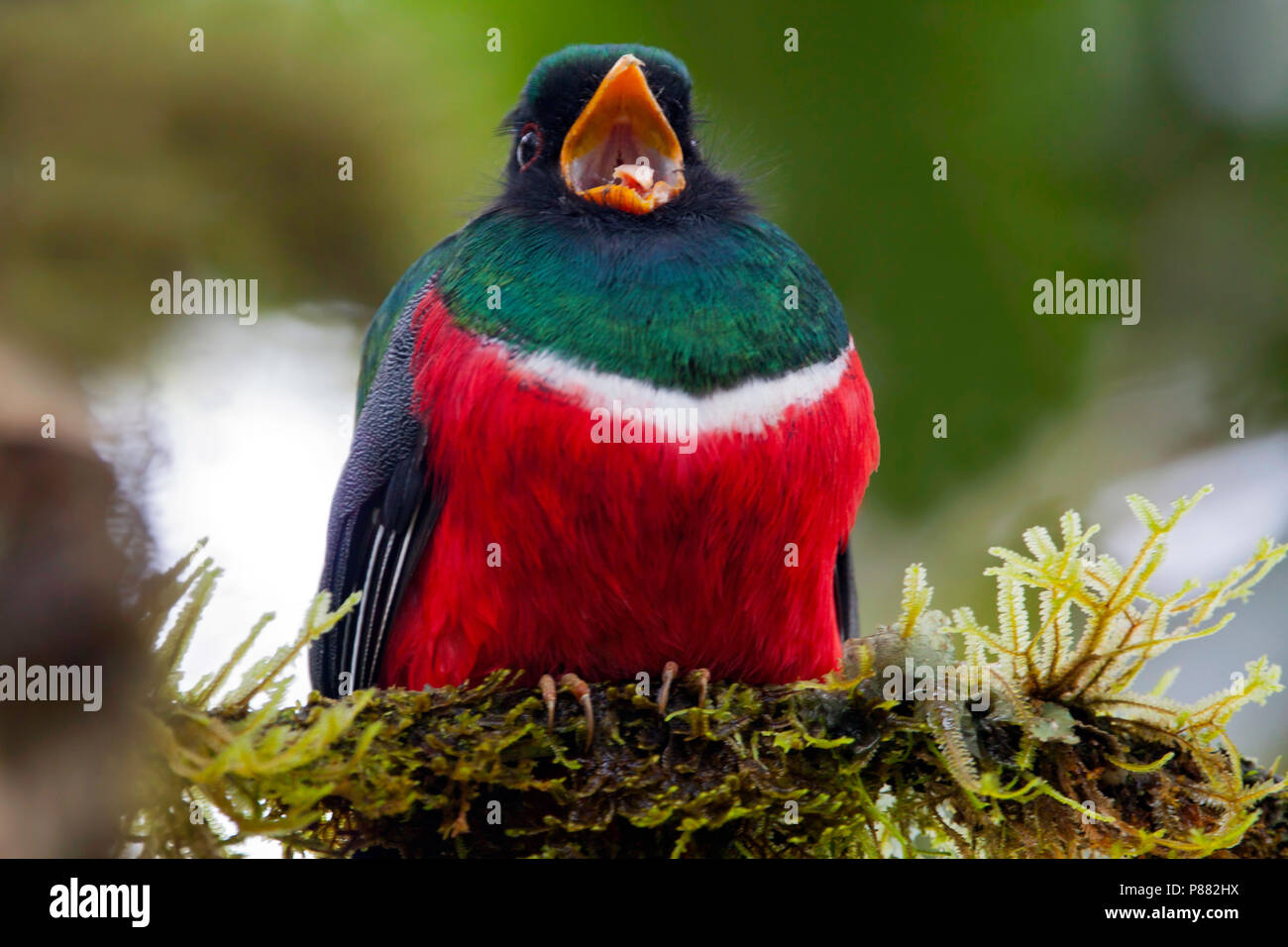 America trogon hi-res stock photography and images - Alamy