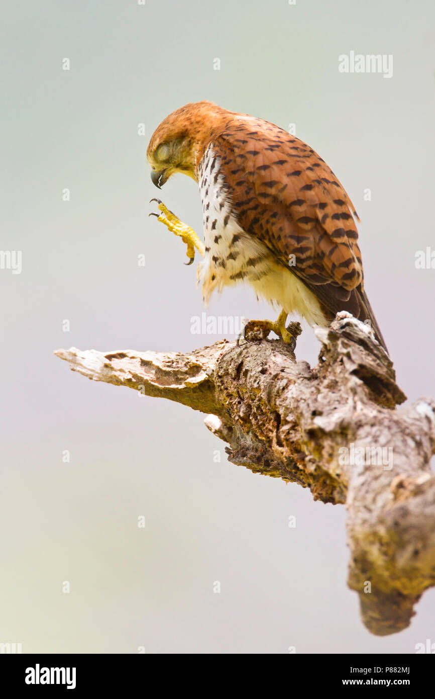 Falco punctatus hi-res stock photography and images - Alamy