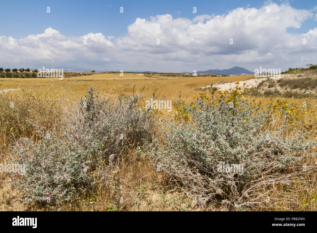 Mazotos hi-res stock photography and images - Alamy