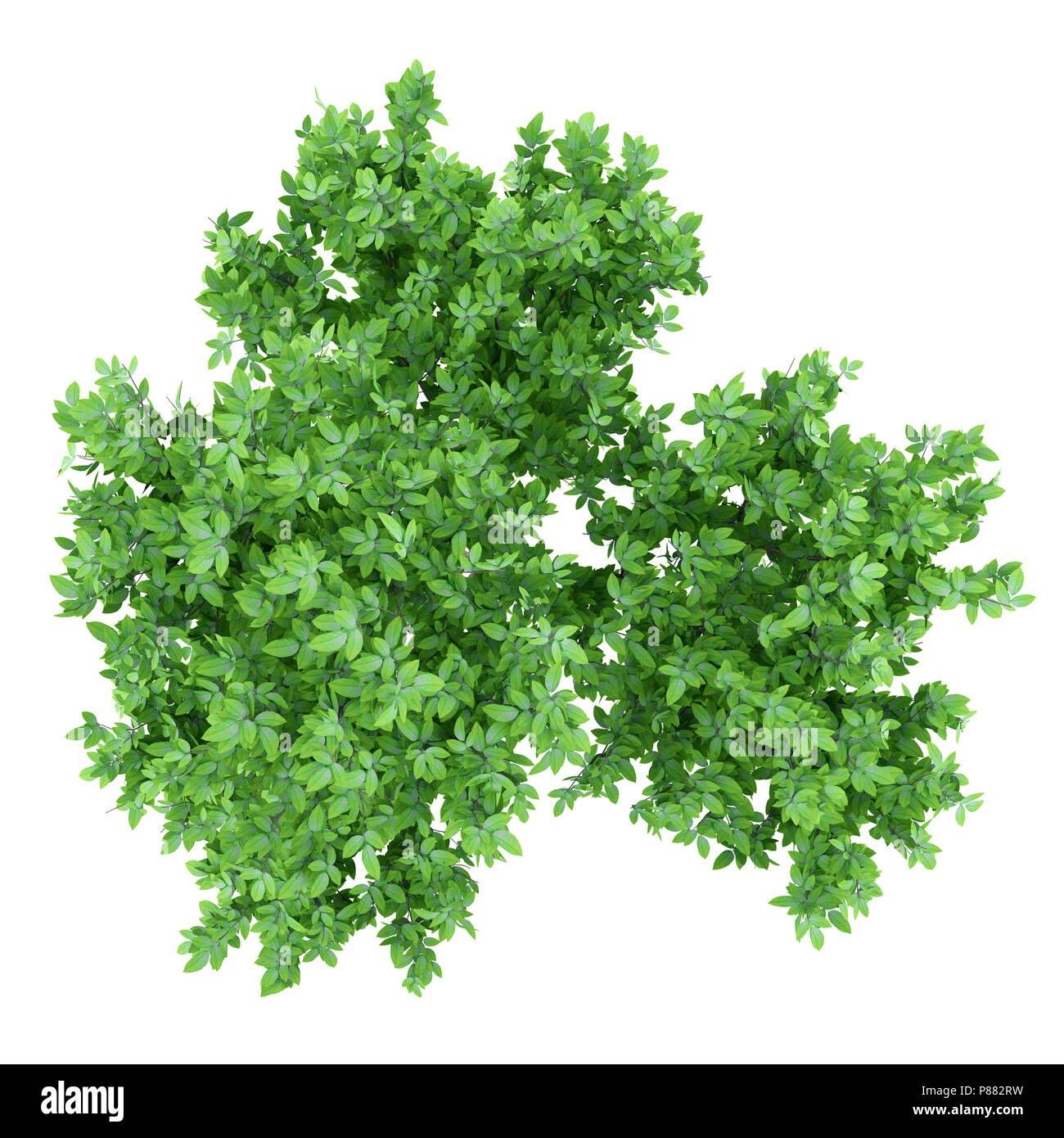 top view of orange tree isolated on white background. 3d illustration ...