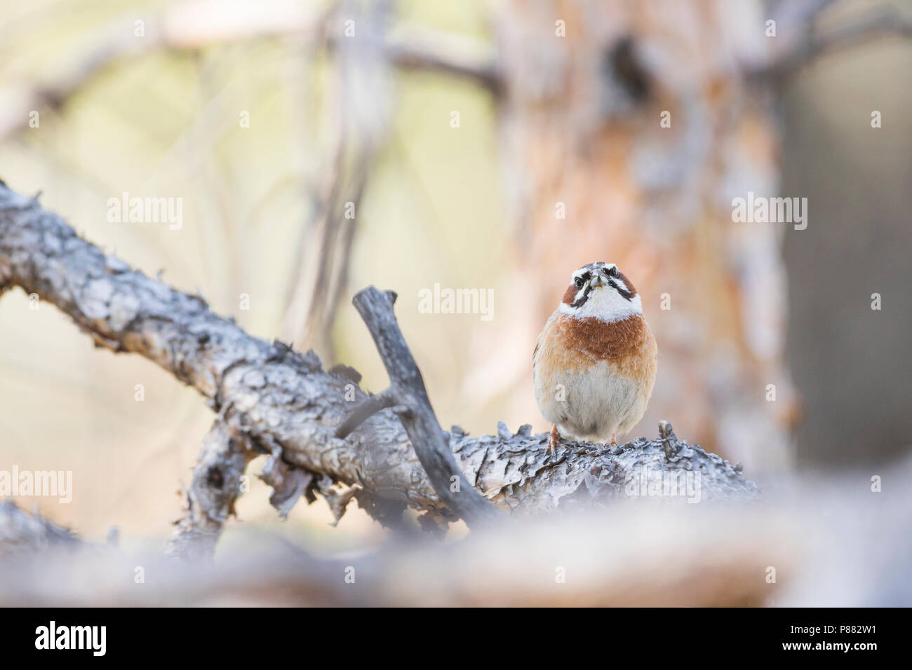 Meadow Bunting - Wiesenammer - Emberiza cioides ssp. cioides, Russia ...