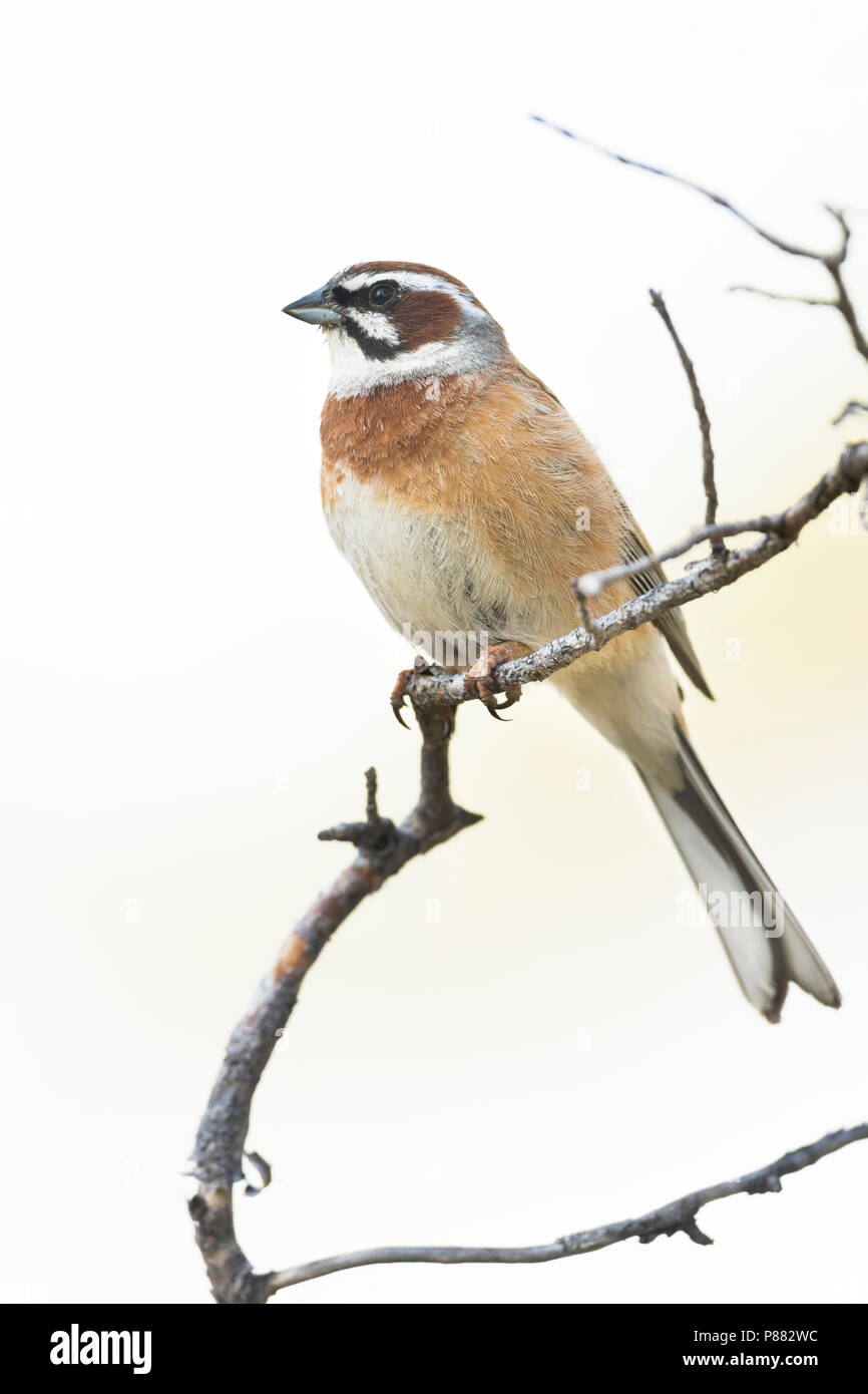 Meadow Bunting - Wiesenammer - Emberiza cioides ssp. cioides, Russia ...